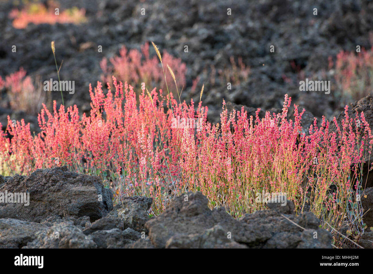 etna volcano plants vegetation growing on black lava Stock Photo - Alamy