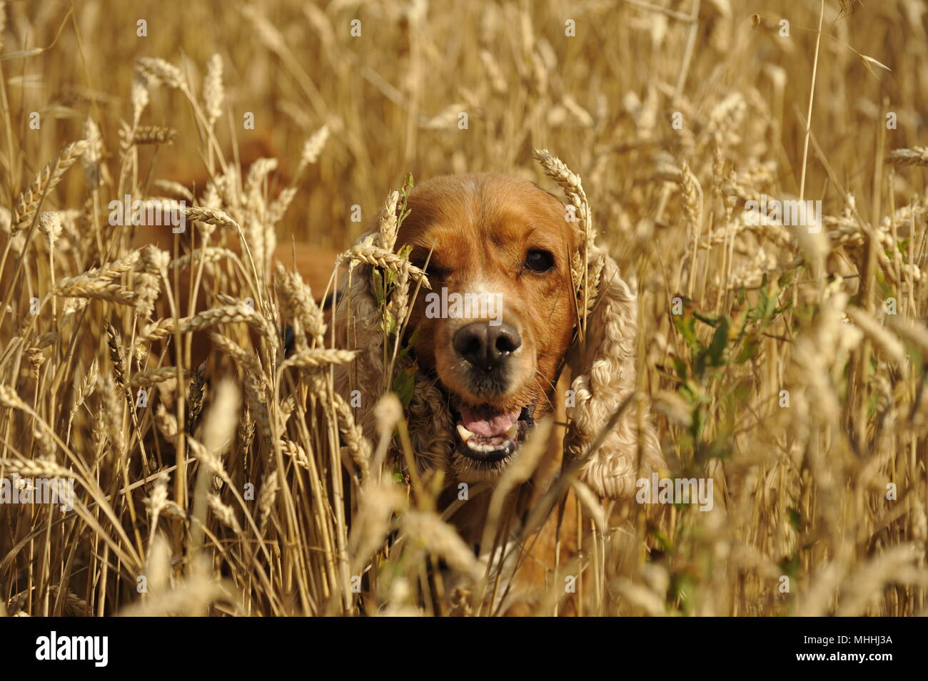 English cocker spaniel dog in the grain field Stock Photo - Alamy