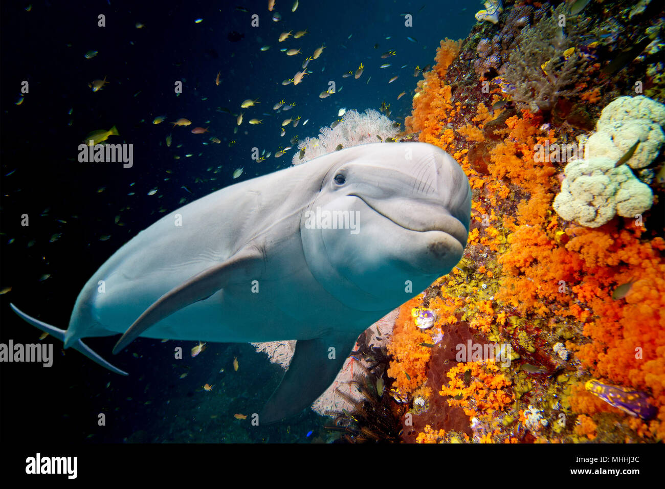 dolphin underwater on reef background looking at you Stock Photo - Alamy