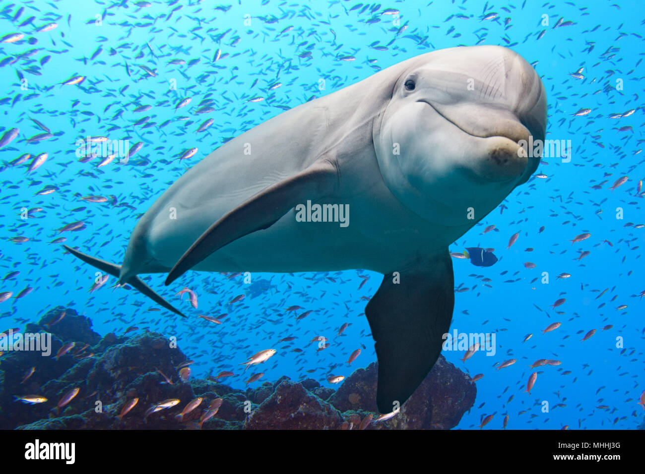 dolphin underwater on reef background looking at you Stock Photo - Alamy