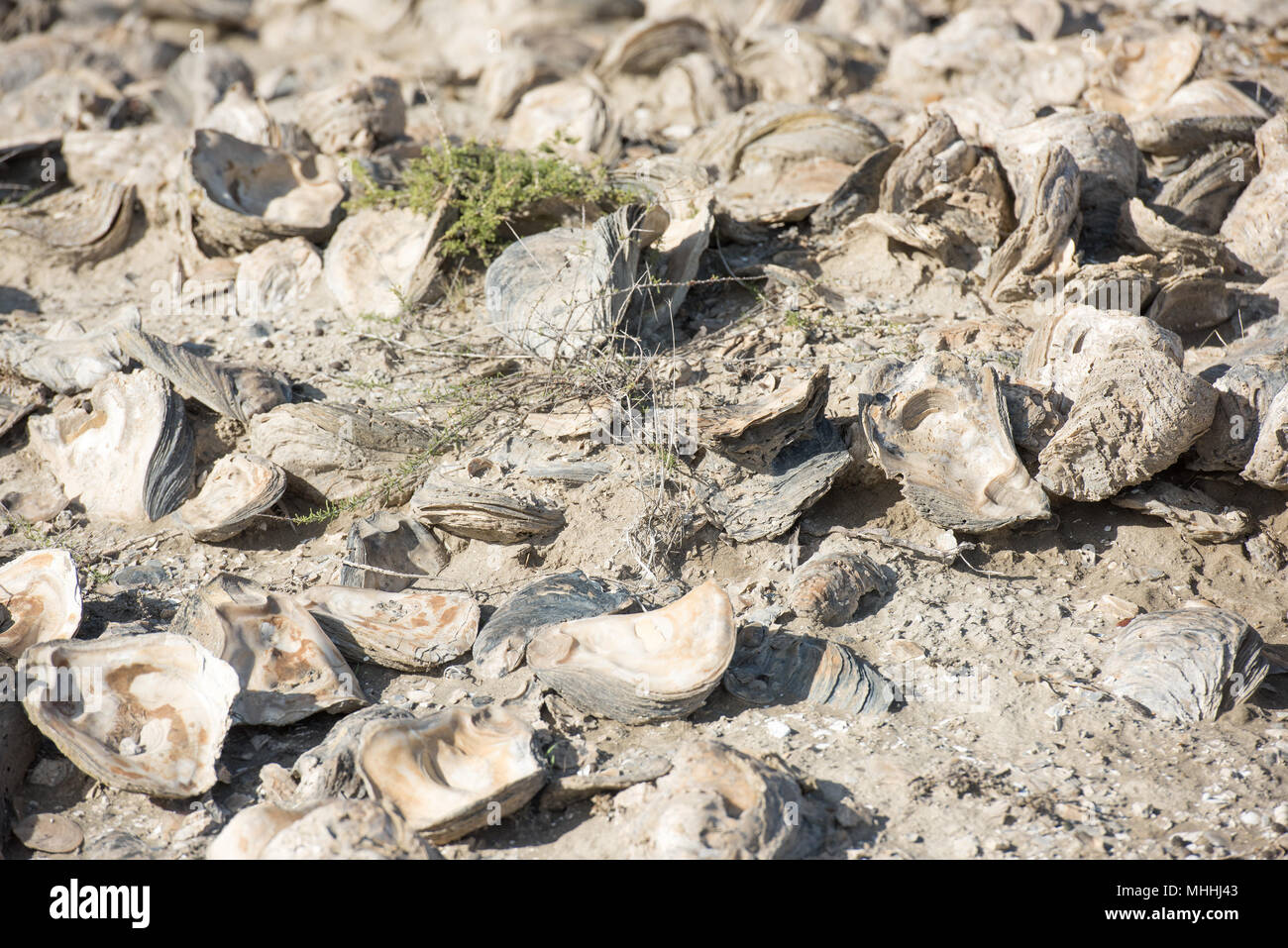 eight to ten billion year old shells on the beach Stock Photo - Alamy