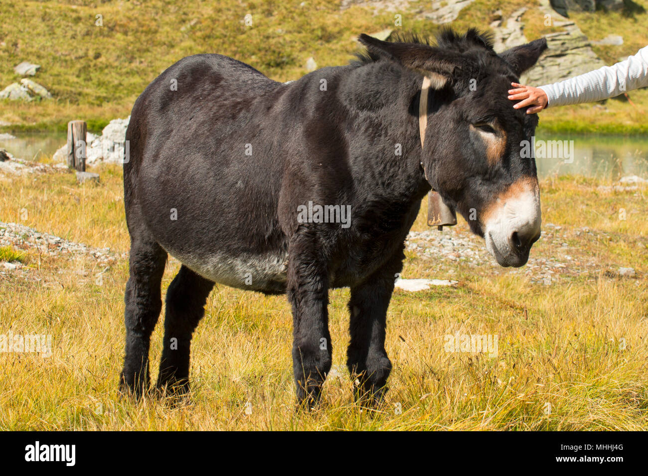 Donkey close up portrait on mountain background Stock Photo - Alamy