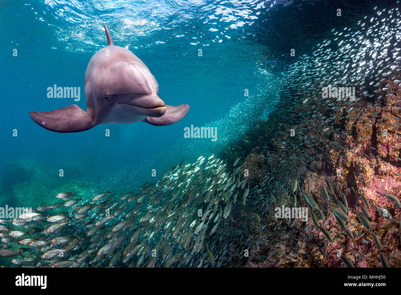 dolphin underwater on blue ocean background looking at you from fish ...