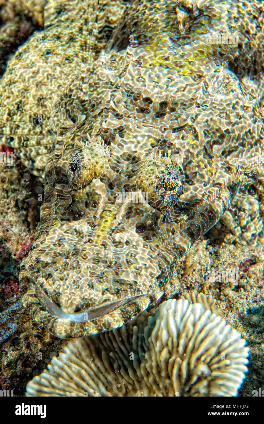 Crocodile fish close up portrait on sand in Indonesia Stock Photo - Alamy