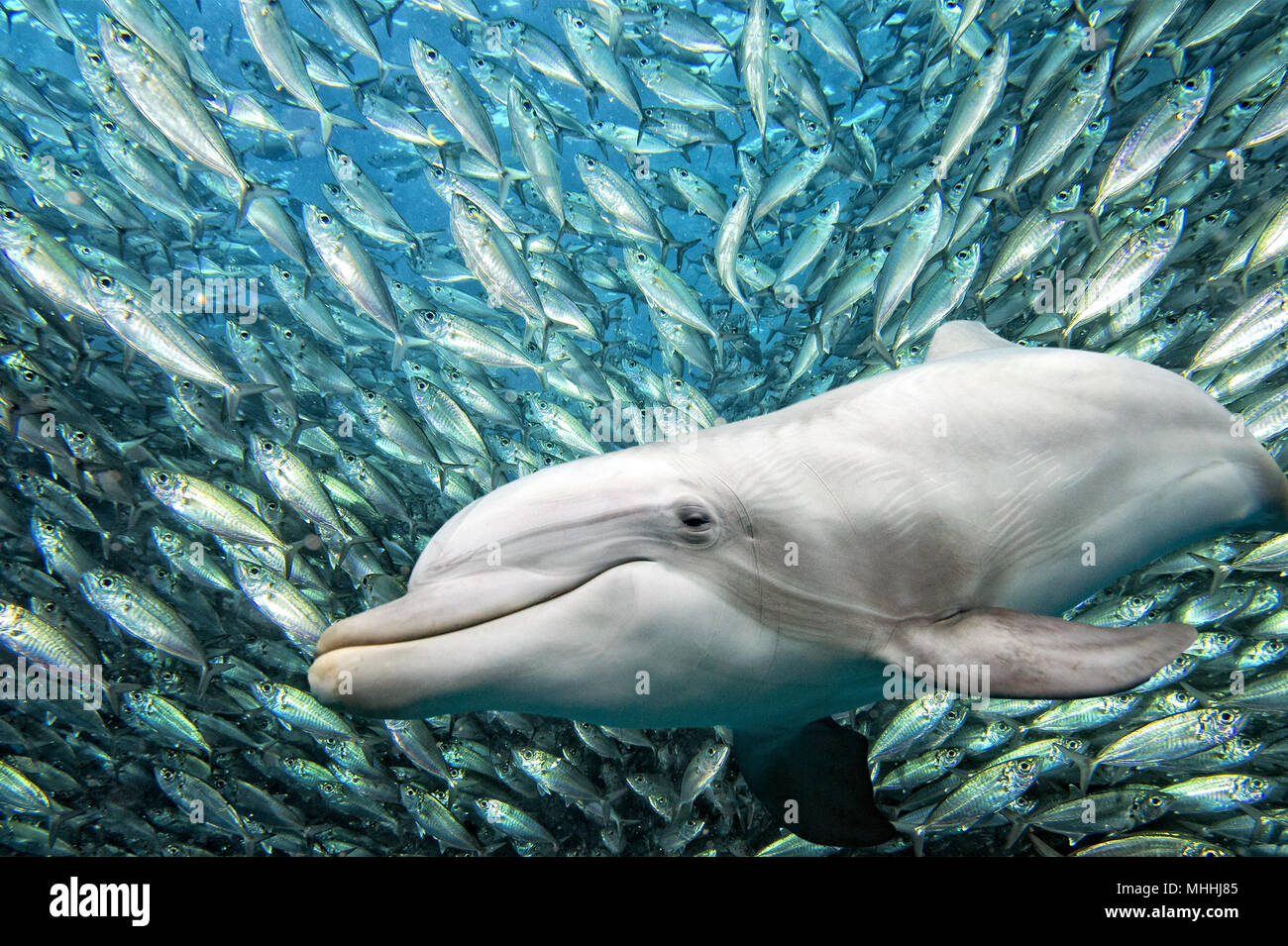 dolphin underwater on blue ocean background looking at you from fish ...