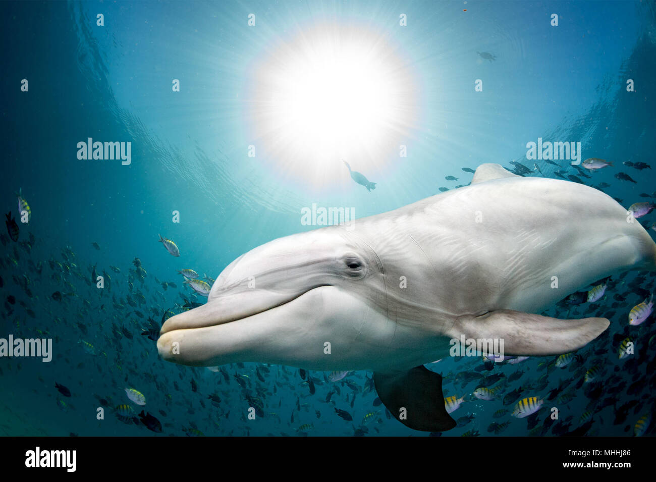 Dolphin underwater on blue ocean hi-res stock photography and images ...