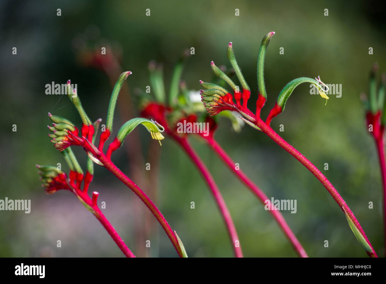 Kangaroo Pow flower West Australia symbol Stock Photo - Alamy