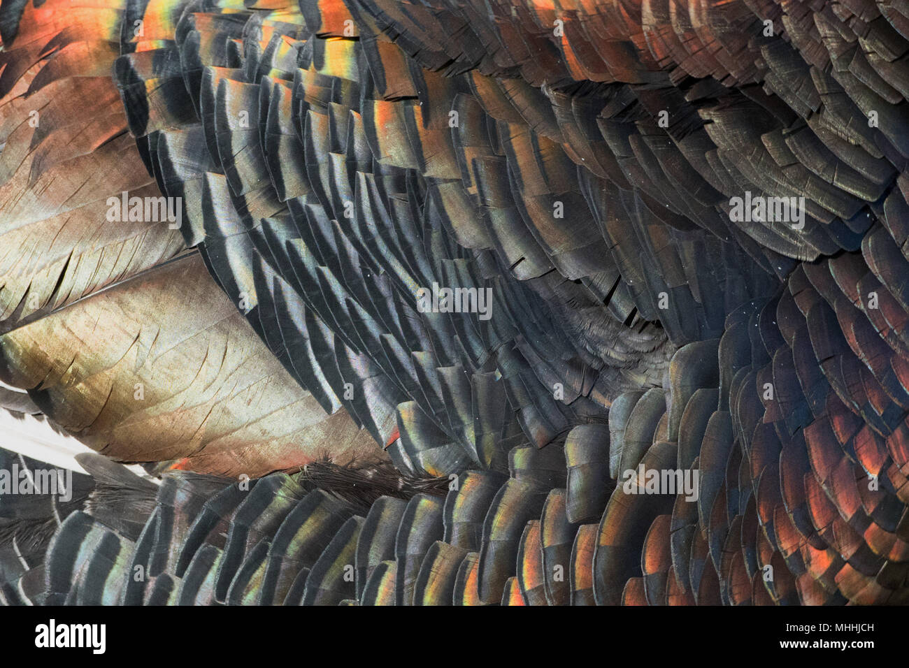 Turkey feathers close up rainbow metallic background Stock Photo - Alamy
