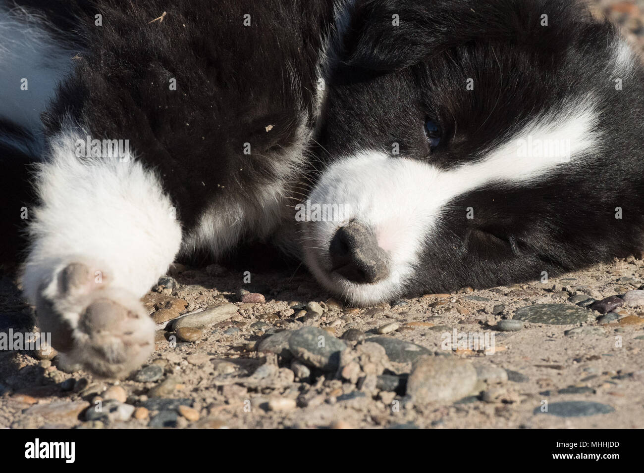 border collie puppy dog portrait in a farm Stock Photo - Alamy
