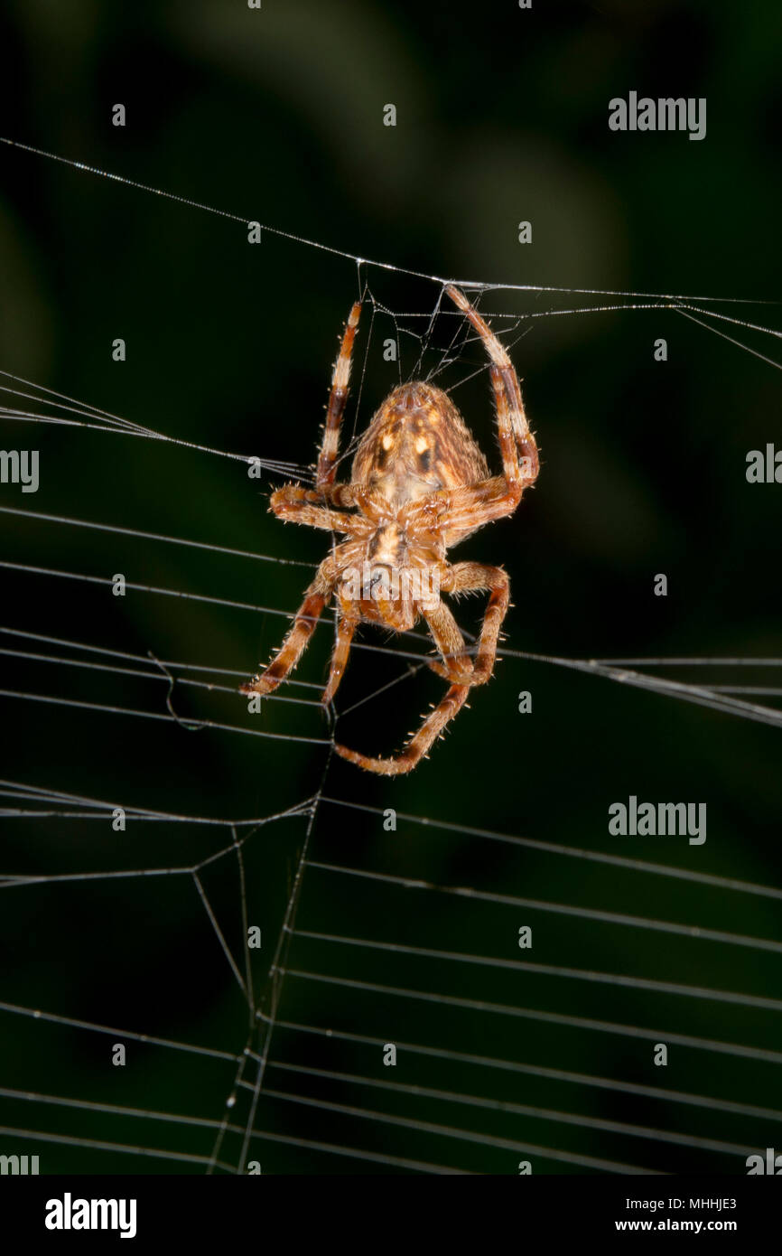 Jumping Spider macro while hanging from its web Stock Photo - Alamy