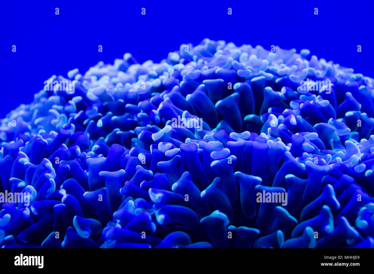 colorful hard coral macro while diving Stock Photo - Alamy