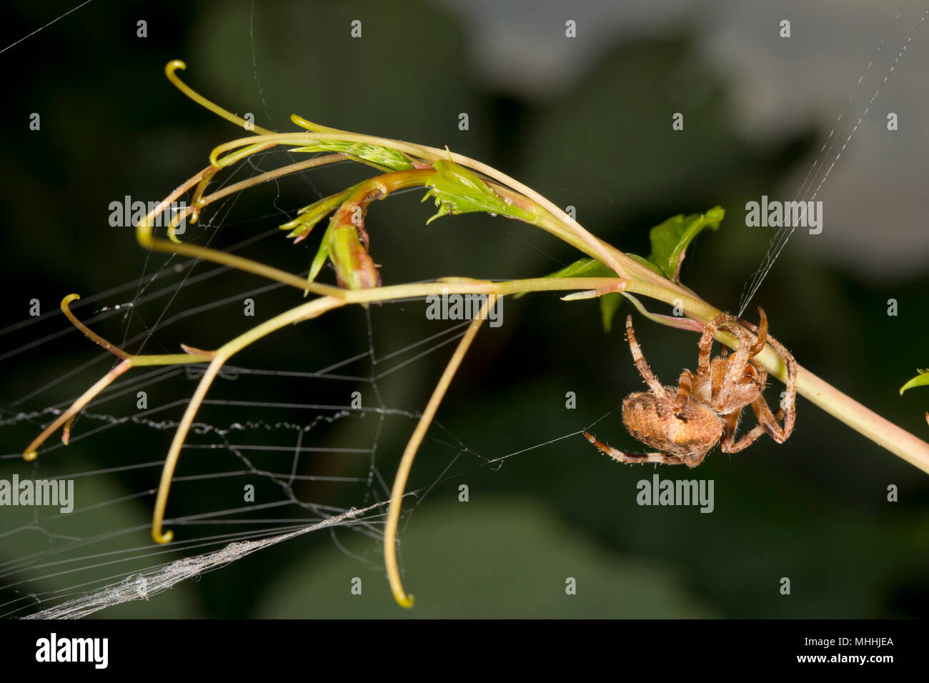 Jumping spider illustration hi-res stock photography and images - Alamy