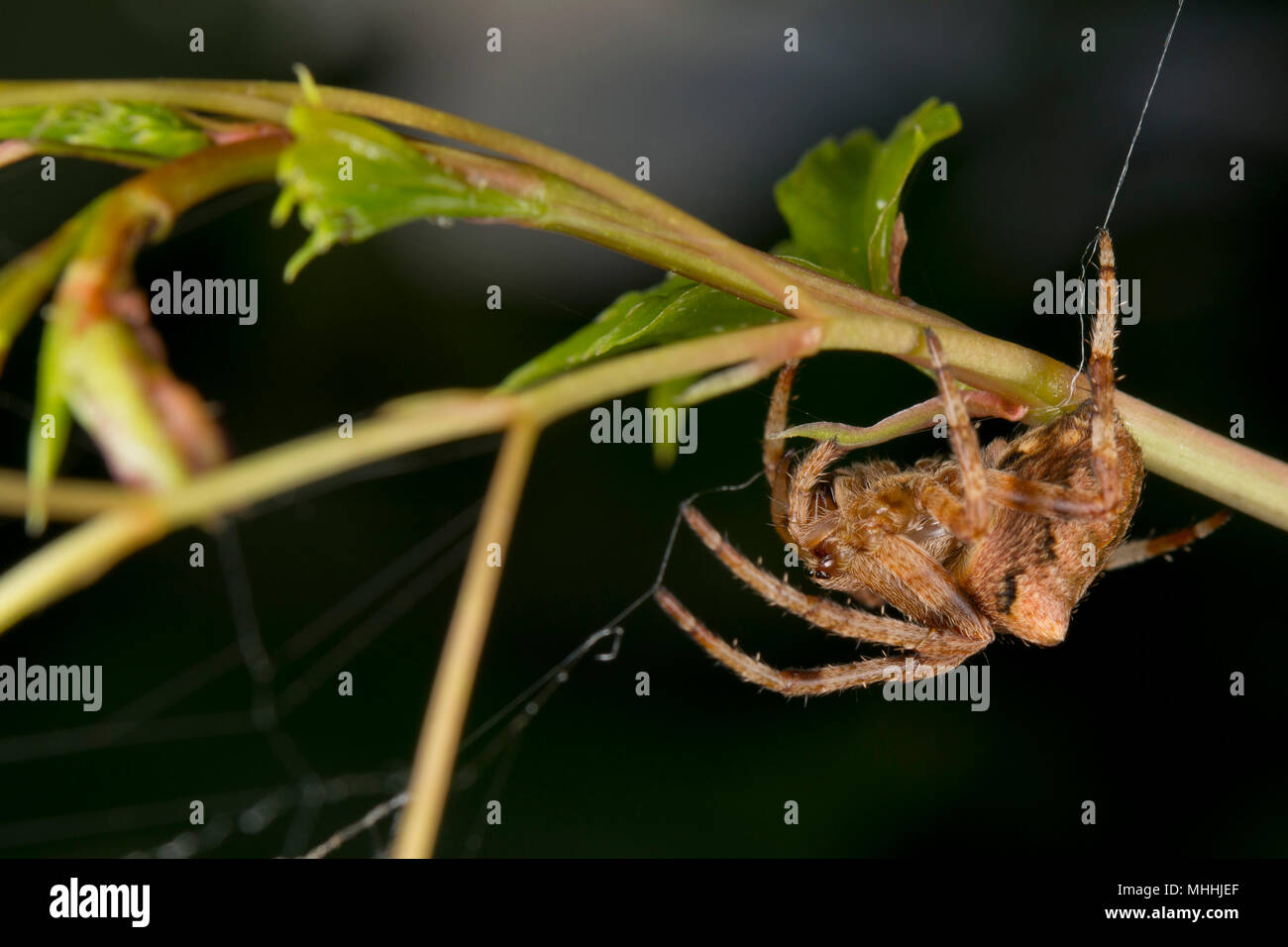 Jumping Spider macro while hanging from its web Stock Photo - Alamy