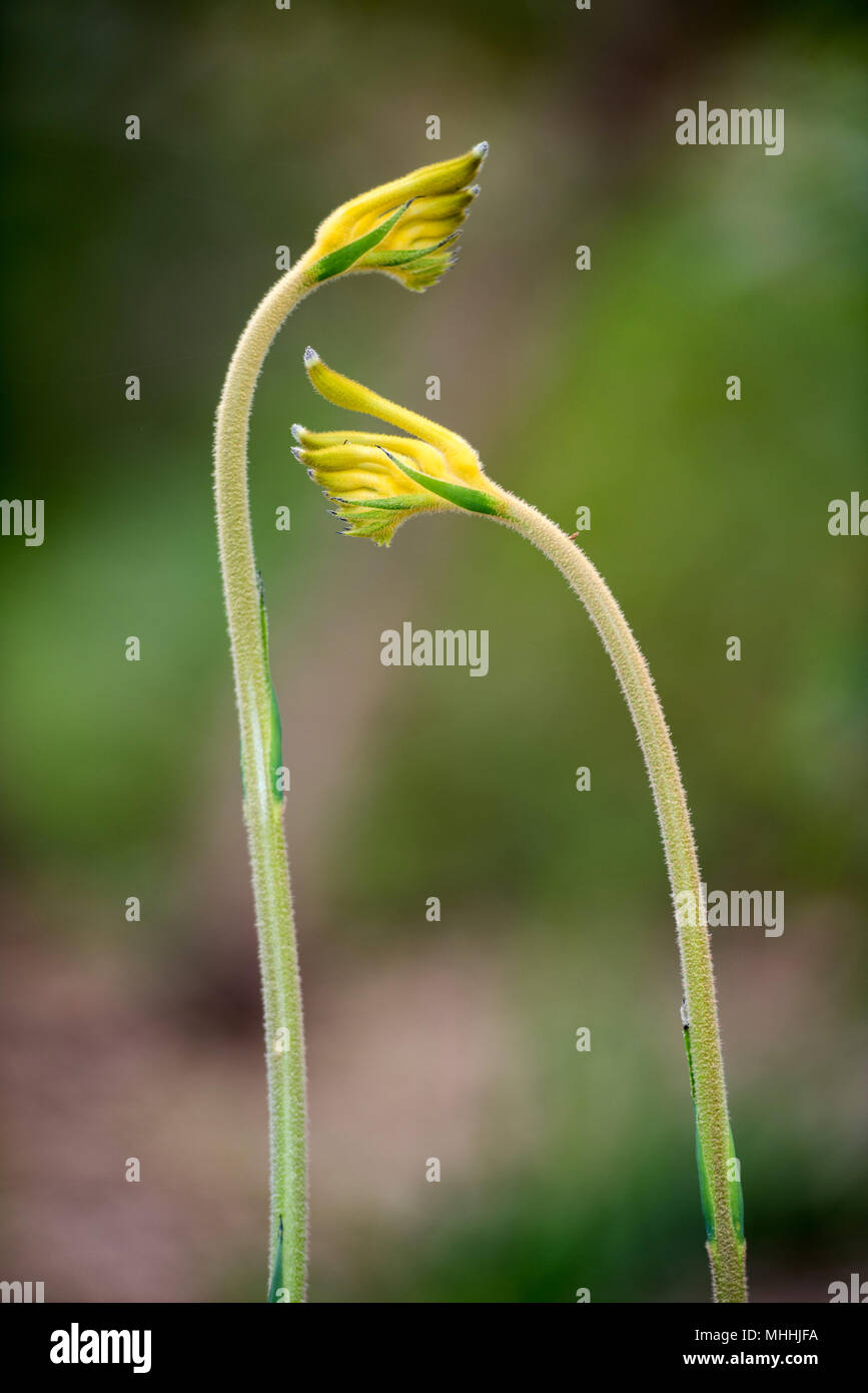 Kangaroo Pow flower West Australia symbol Stock Photo - Alamy