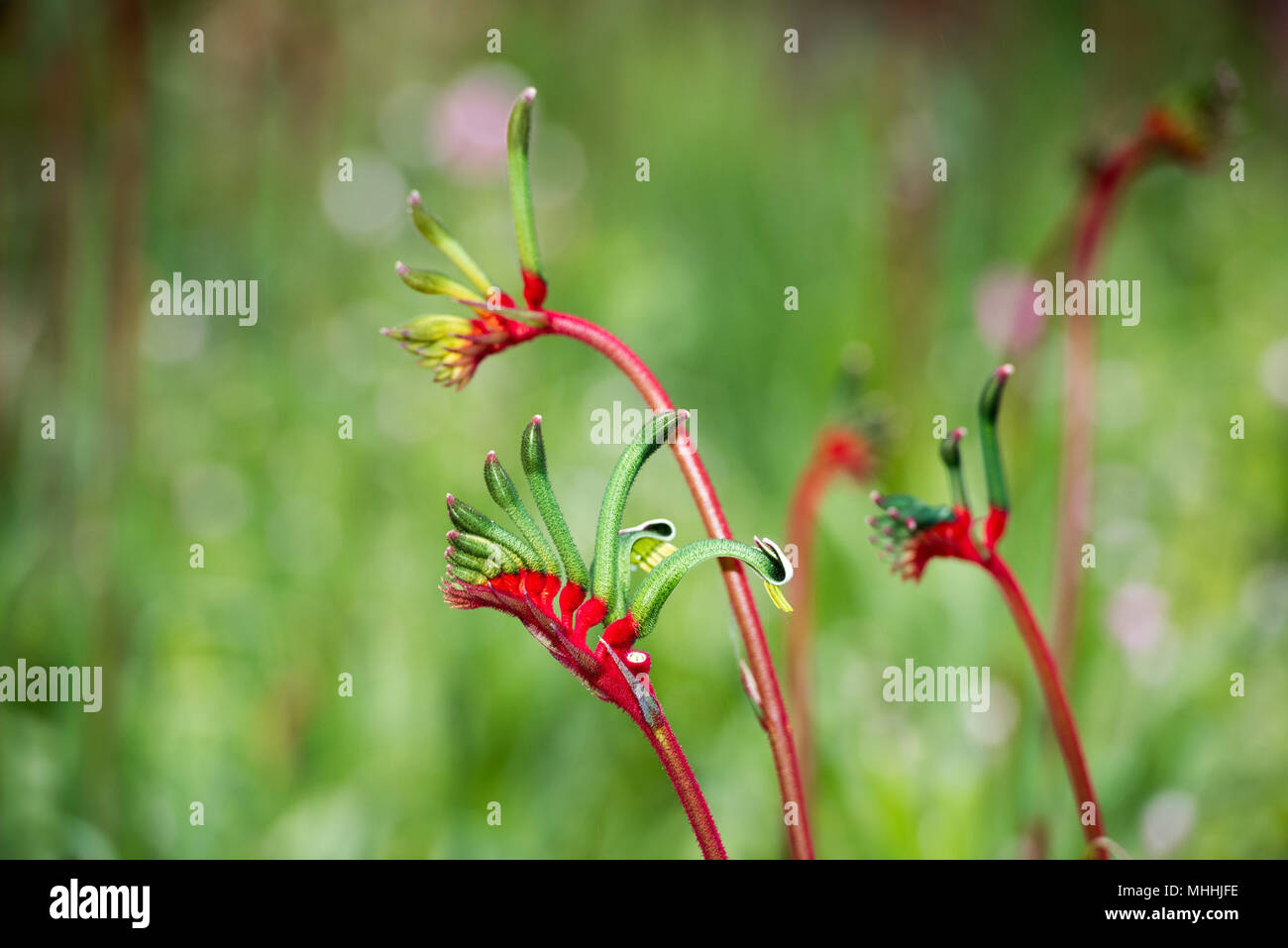 Kangaroo Pow flower West Australia symbol Stock Photo - Alamy