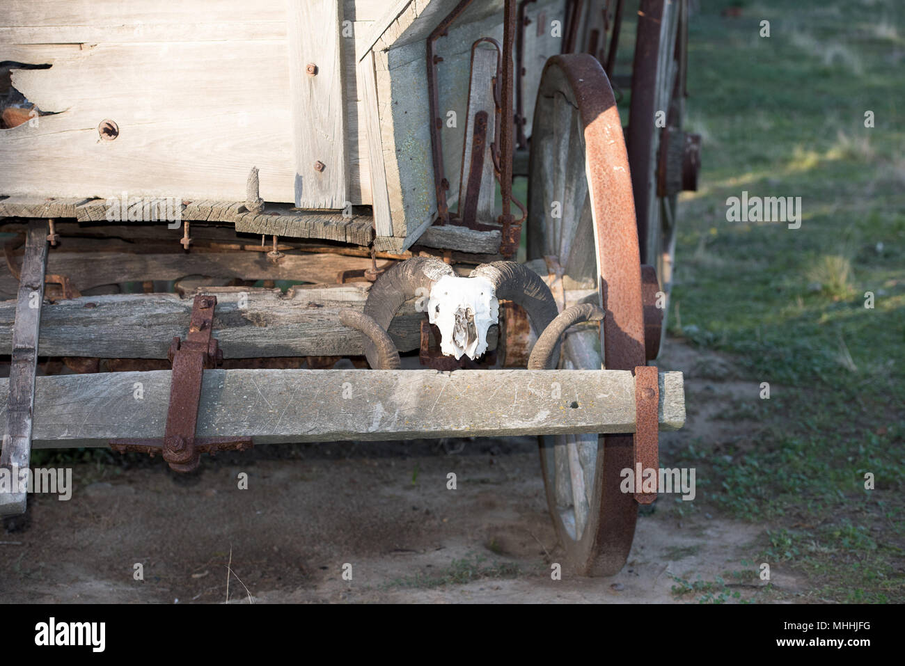 sheep skull and bones on far west wagon Stock Photo - Alamy