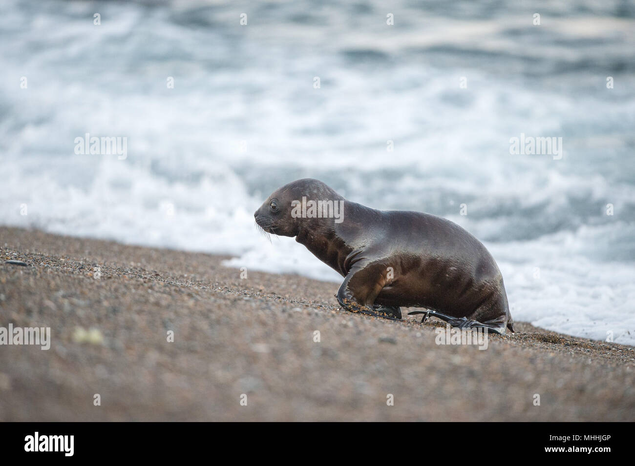 patagonia sea lion portrait seal on the beach Stock Photo - Alamy