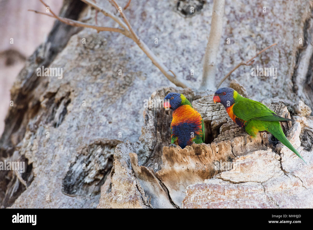 Baobab tree bird nest hi-res stock photography and images - Alamy