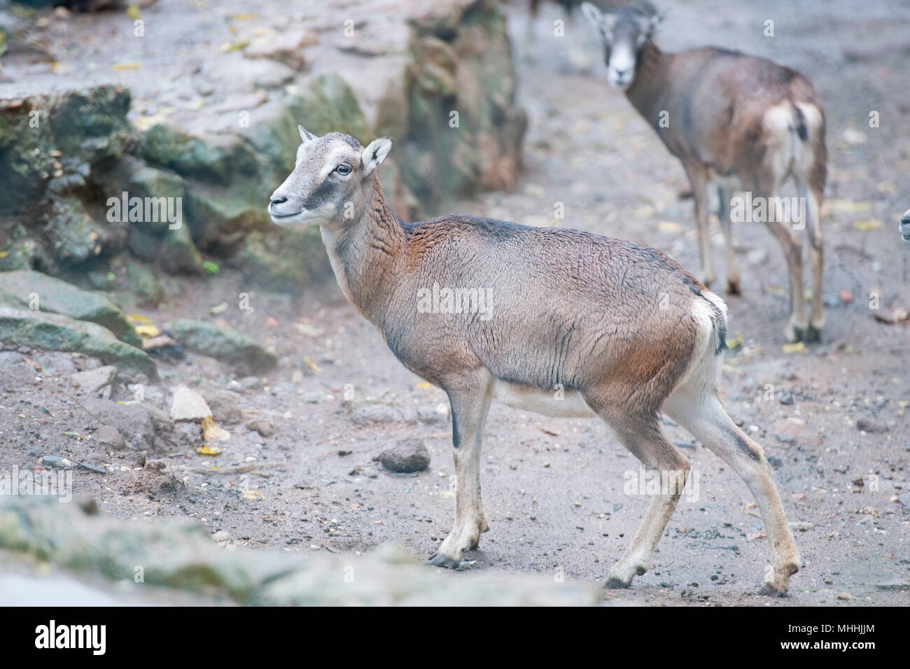 Ibex deer hi-res stock photography and images - Alamy