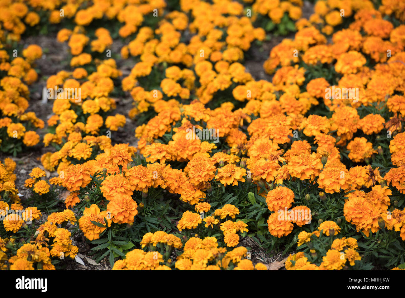 perth botanic gardens green fields Stock Photo - Alamy