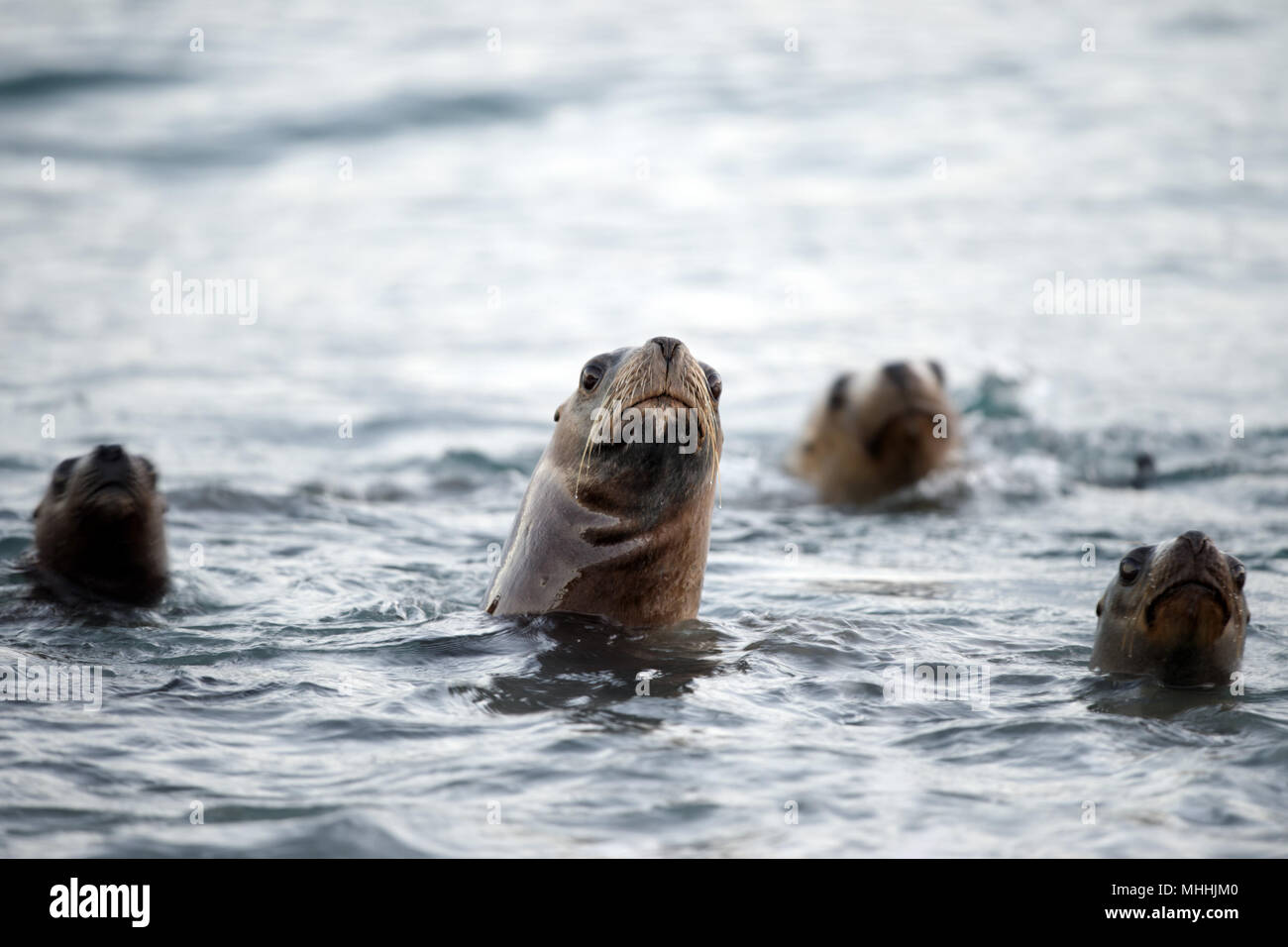 patagonia sea lion portrait seal on the beach Stock Photo - Alamy