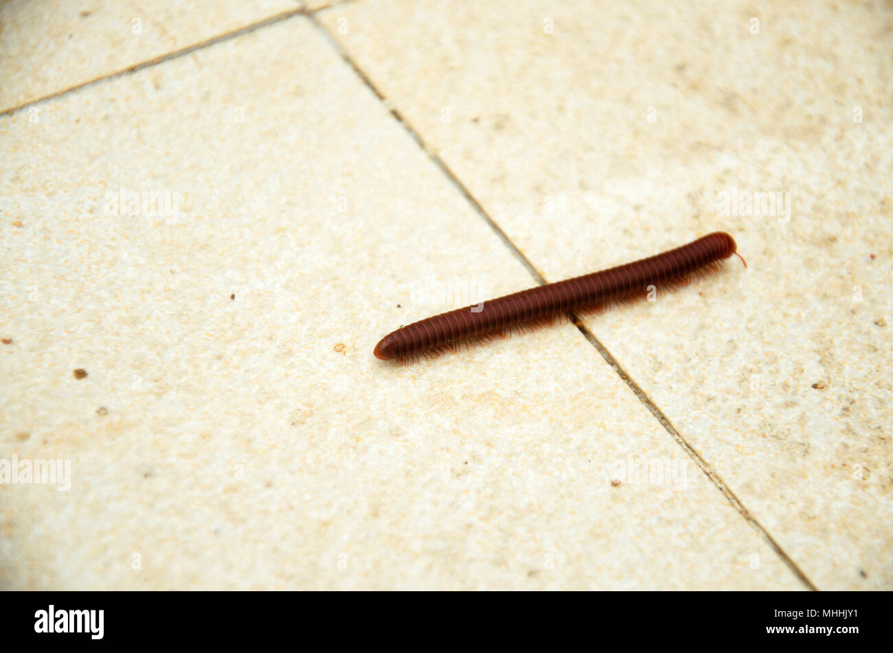 Millipede insect walking on ground at outdoor in Thailand Stock Photo ...