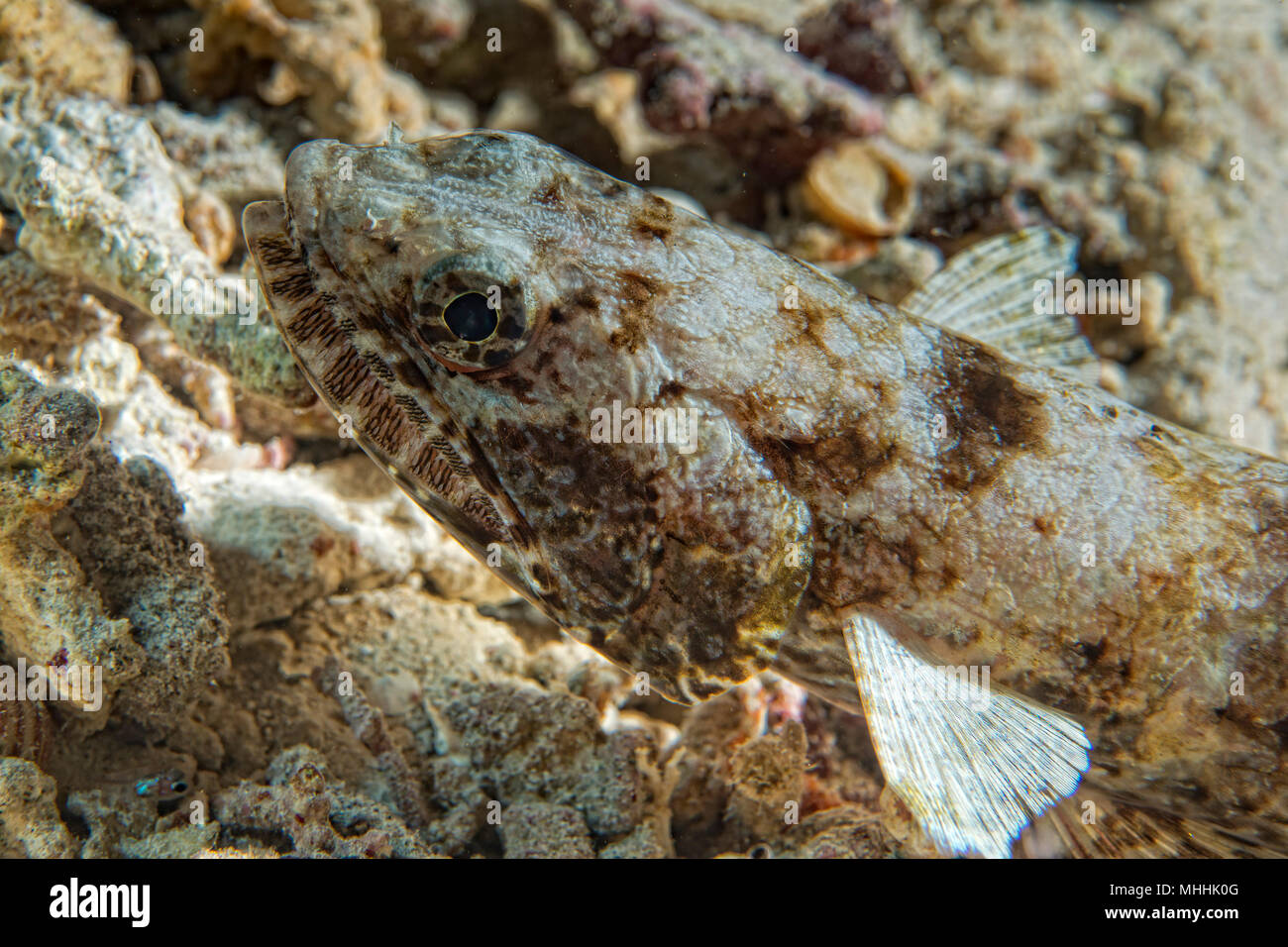 Lizard fish portrait while diving in Indonesia Stock Photo - Alamy