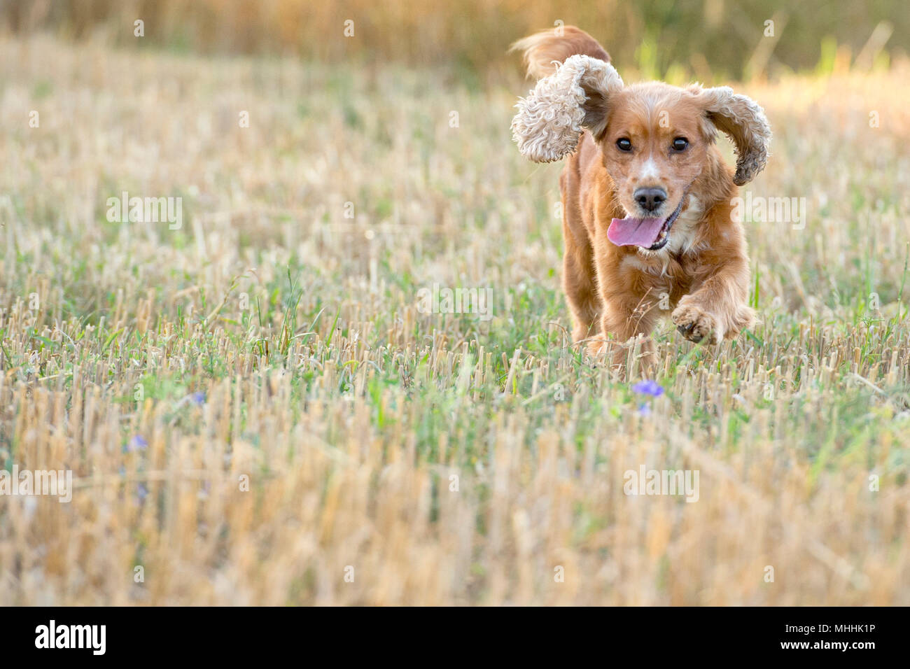 English puppy cocker spaniel running to you and looking at you Stock ...