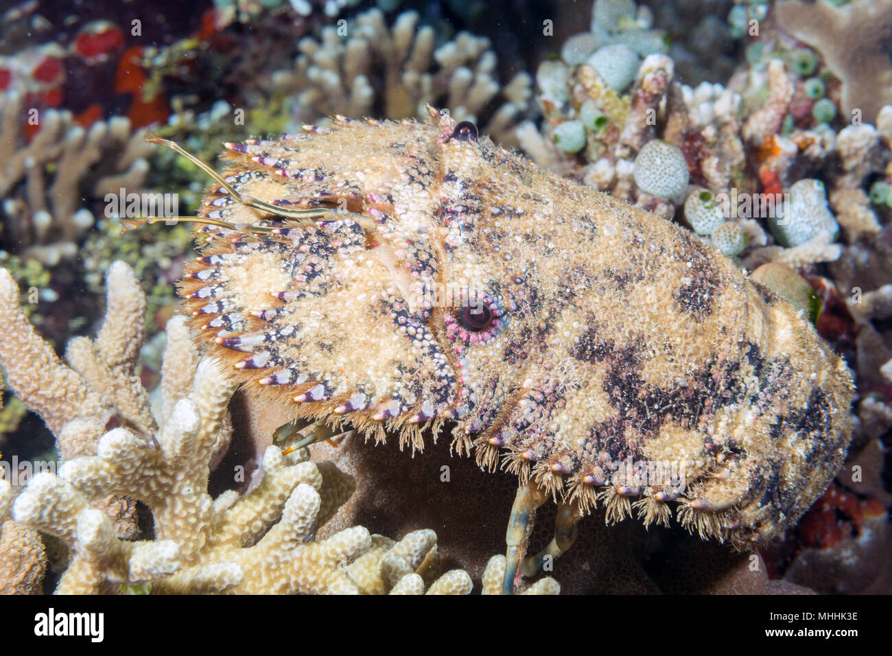 Sea Squill crab underwater close up portrait while diving Stock Photo ...