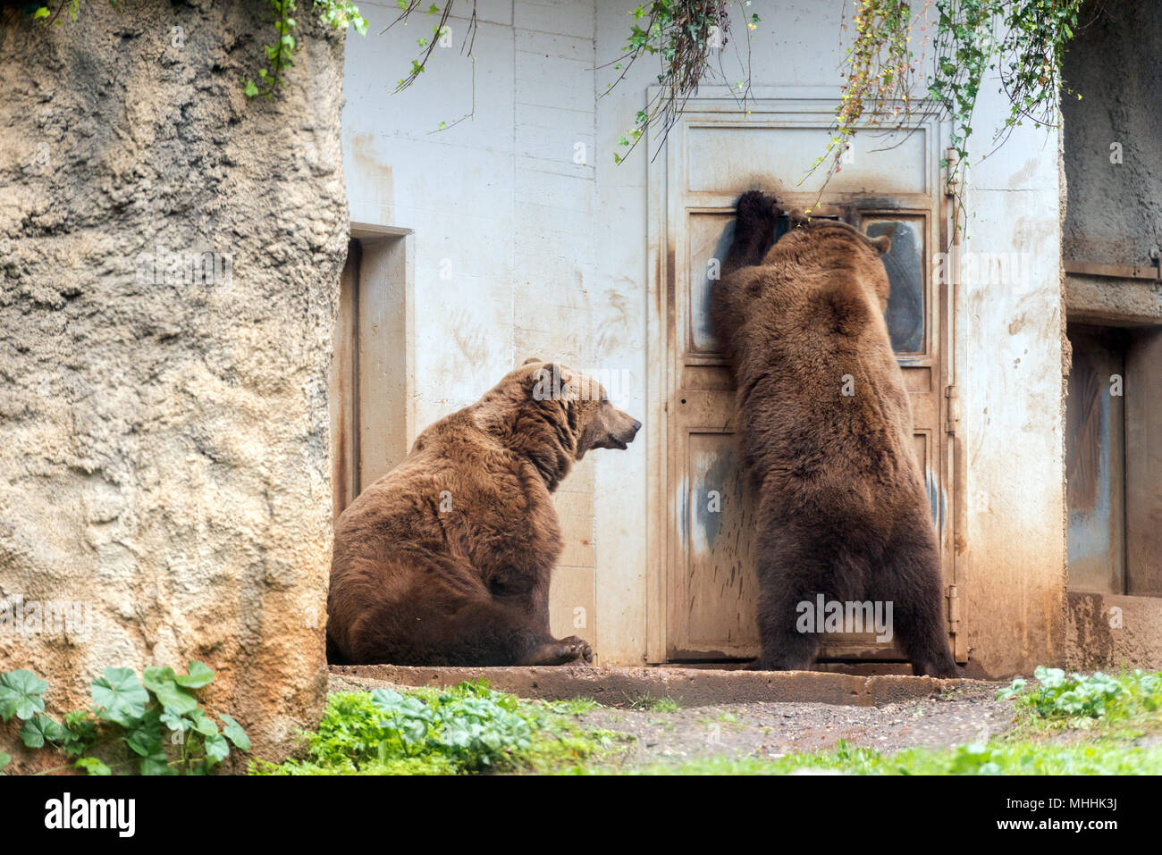 Black grizzly hi-res stock photography and images - Alamy