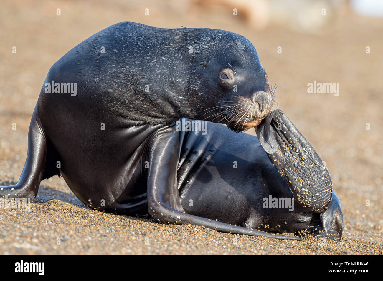 patagonia sea lion portrait seal on the beach Stock Photo - Alamy