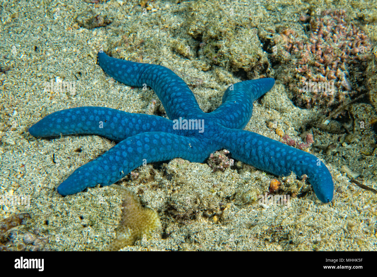 A blue sea star hanging on reef in Cebu Philippines Stock Photo - Alamy