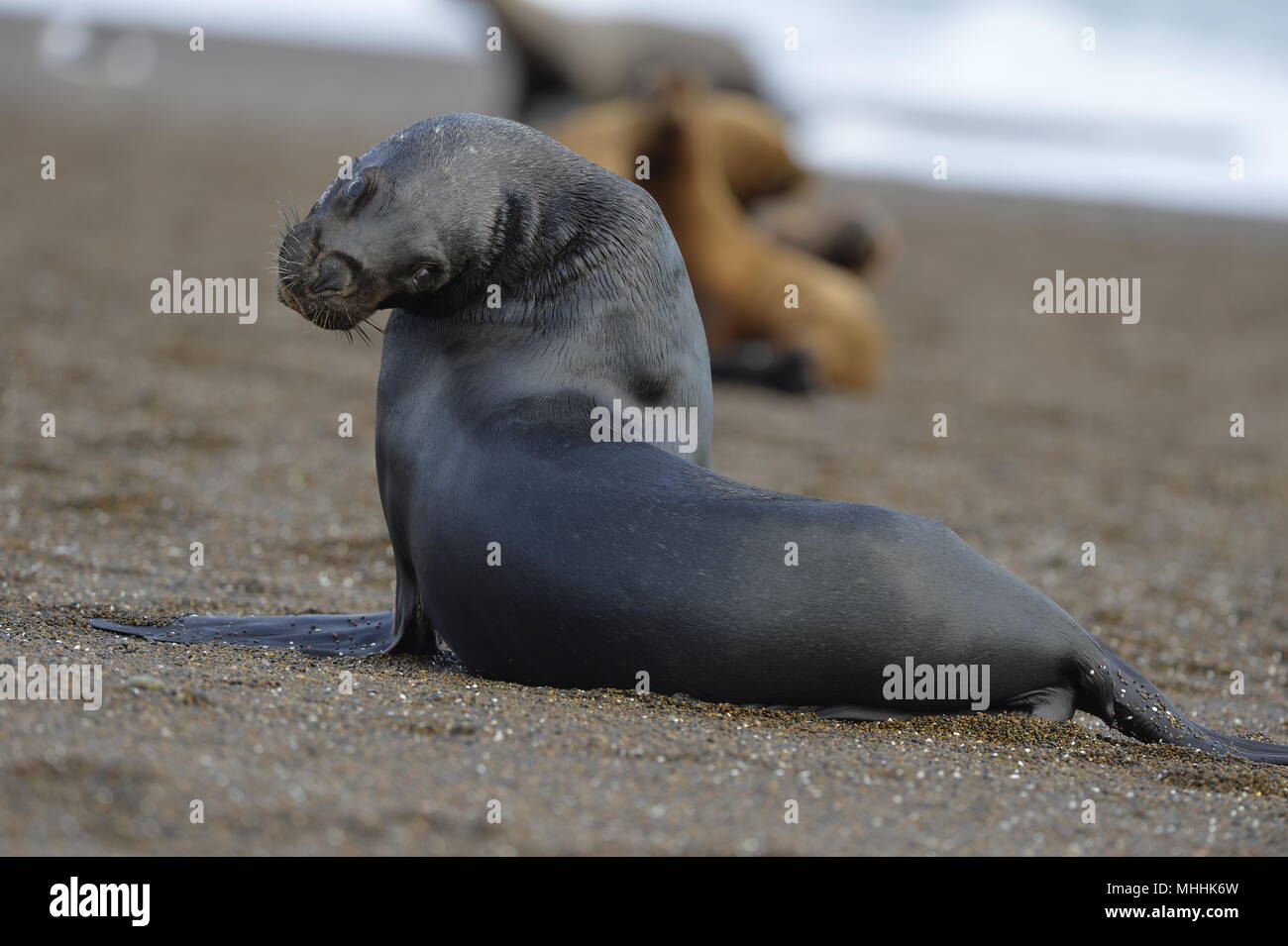 patagonia sea lion portrait seal on the beach Stock Photo - Alamy