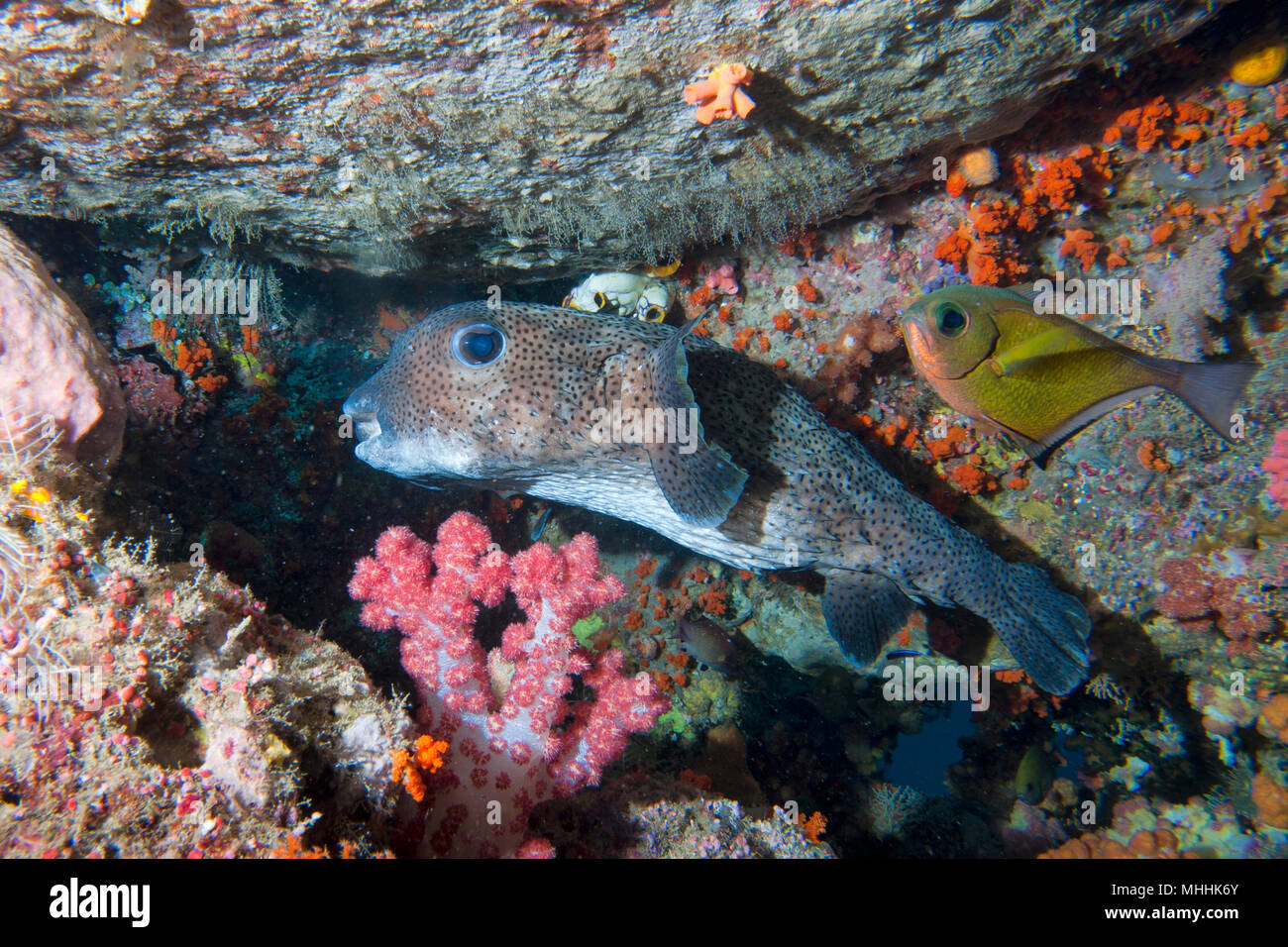 A box fish in the reef background Stock Photo - Alamy