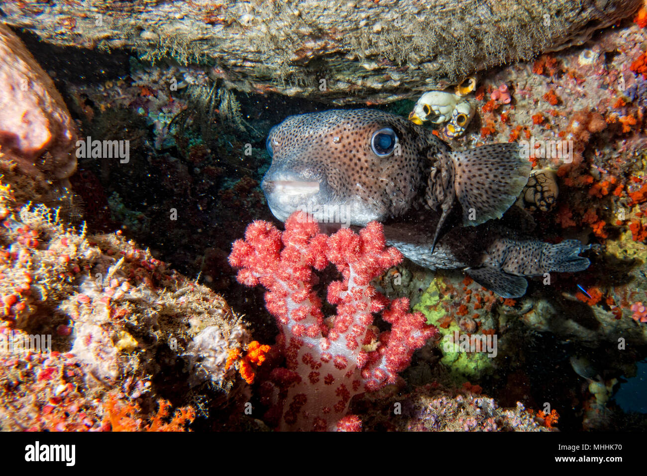 Box fish portrait in the reef background Stock Photo - Alamy