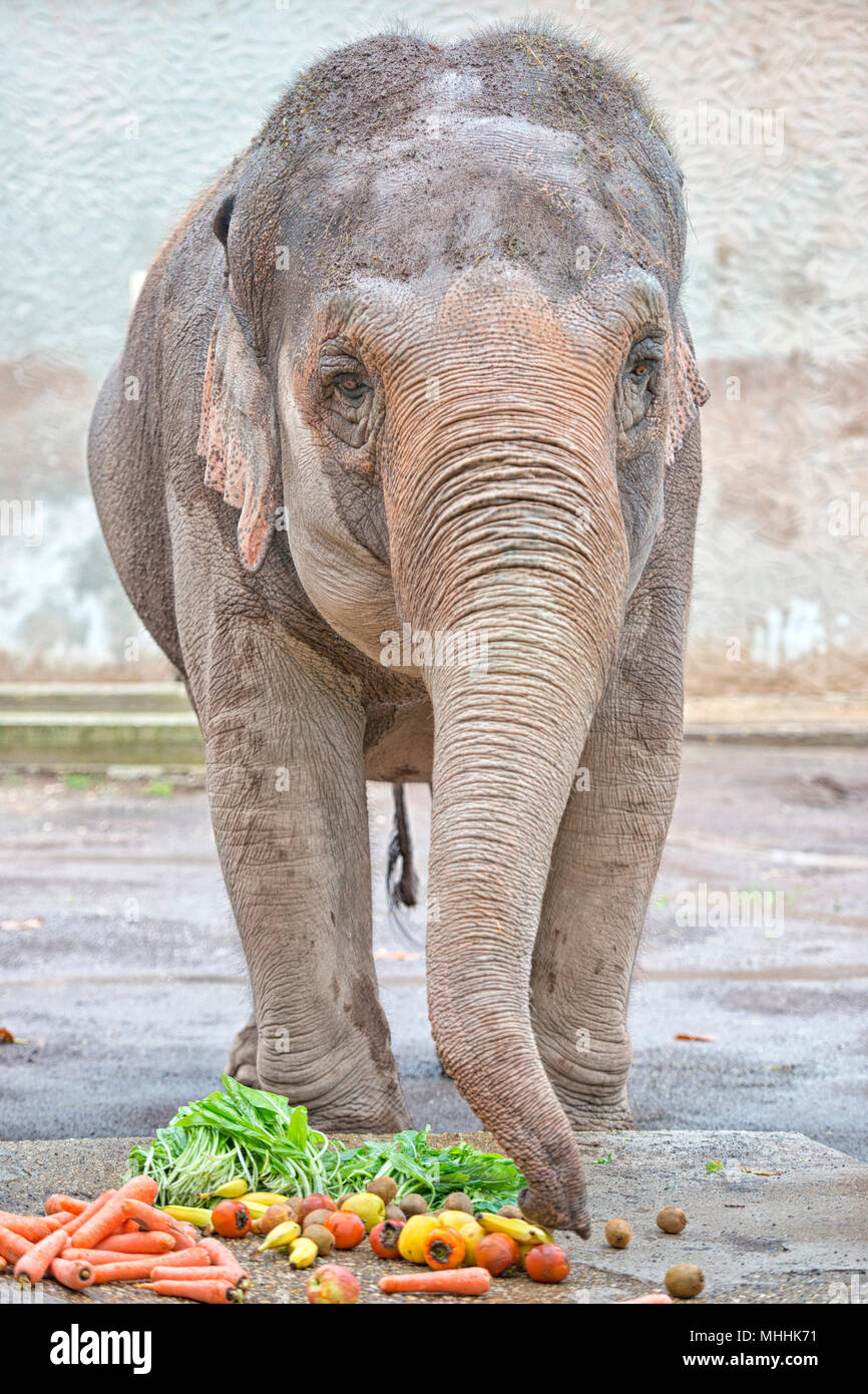 African elephant fruit hi-res stock photography and images - Alamy