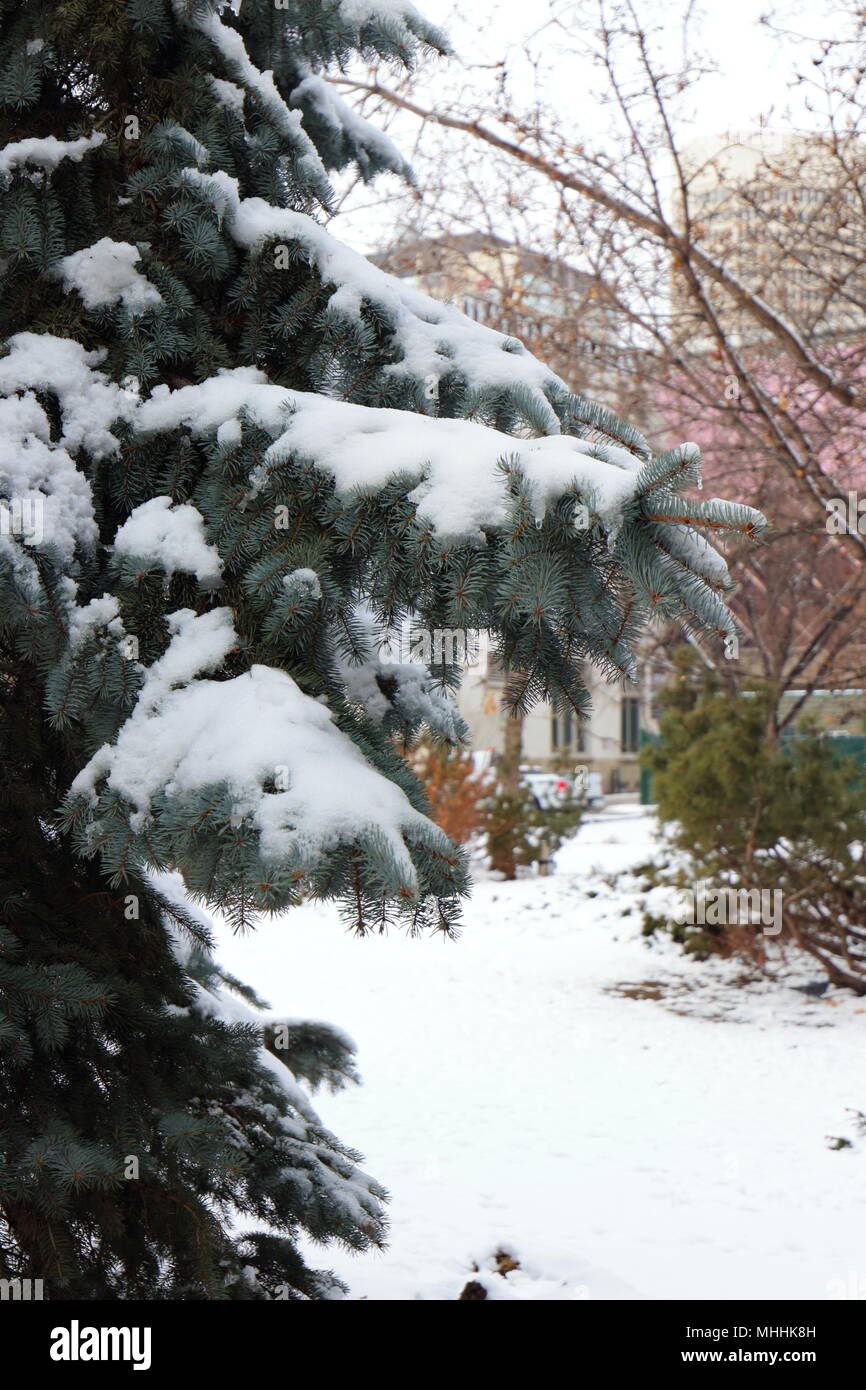 Snow capped tree in Calgary Stock Photo - Alamy