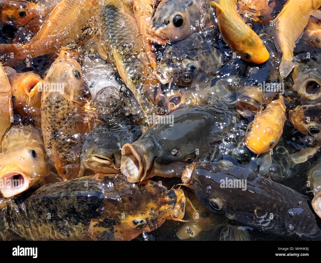 Colorful fishes at the pond in feeding frenzy Stock Photo - Alamy