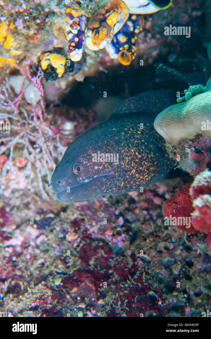 Isolated morey eel looking at you Stock Photo - Alamy