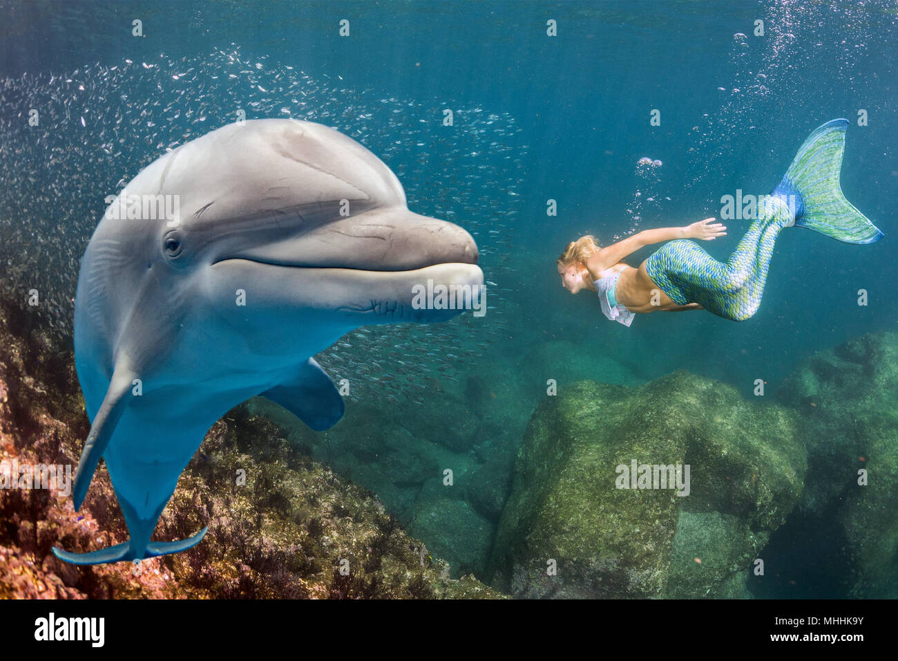 dolphin underwater on reef background looking at you Stock Photo - Alamy