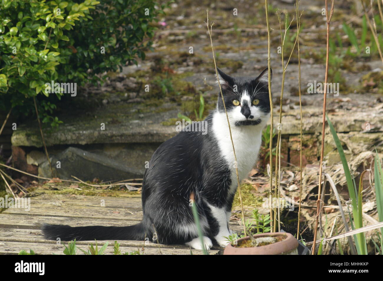 Cat at the garden pond Stock Photo - Alamy