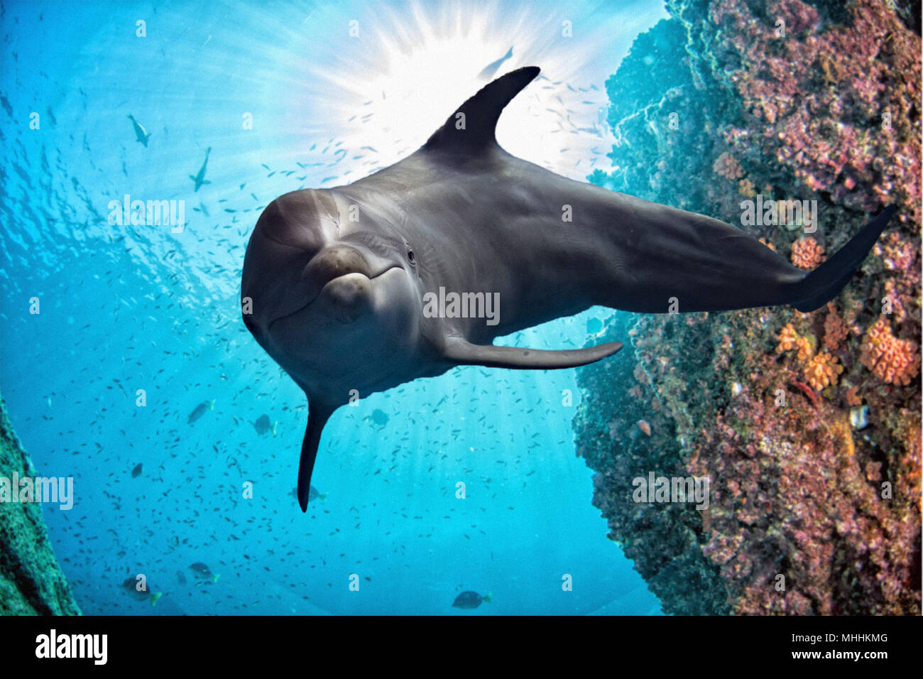 dolphin underwater on reef background looking at you Stock Photo - Alamy