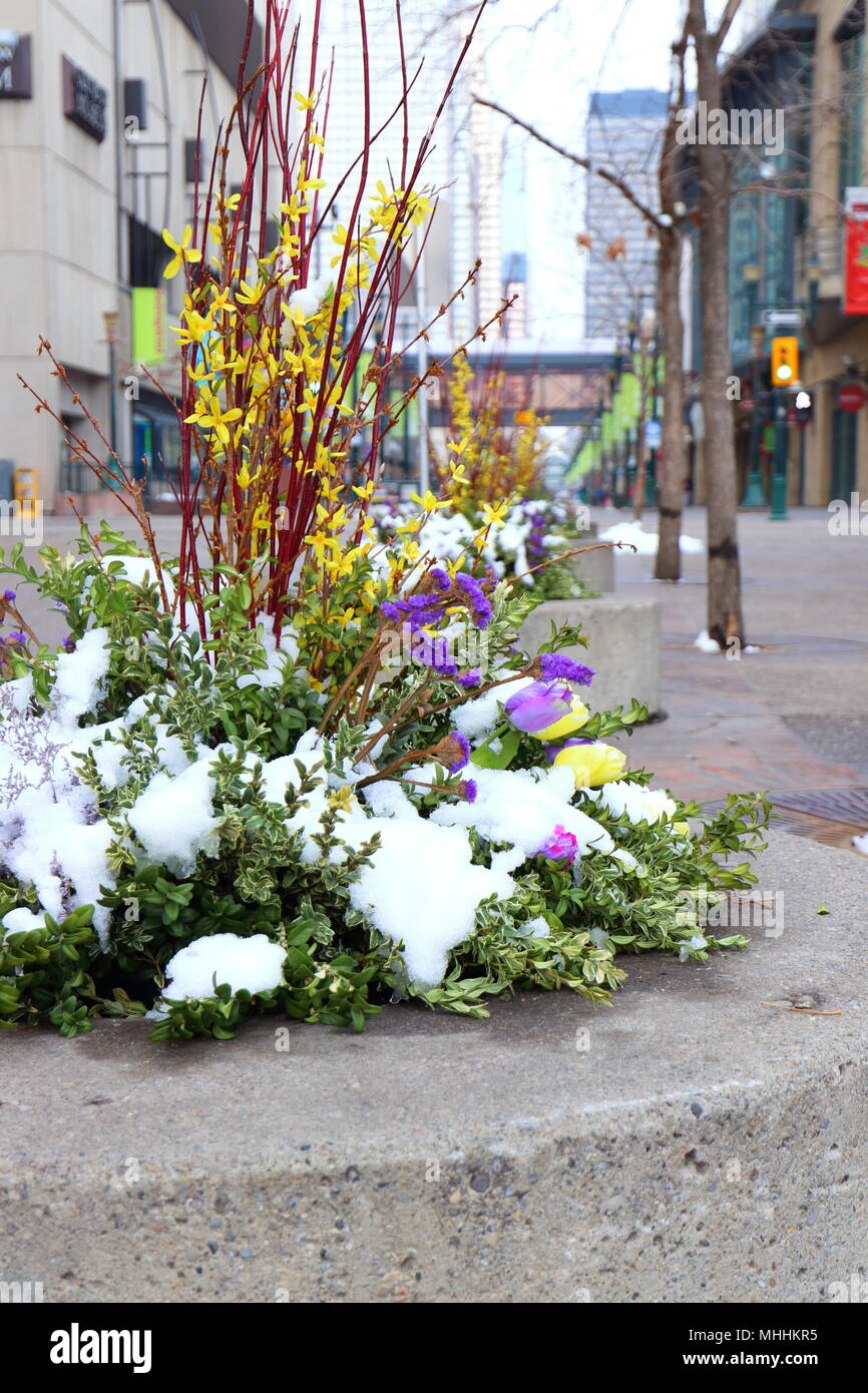 Urban Flowers in Calgary Stock Photo - Alamy