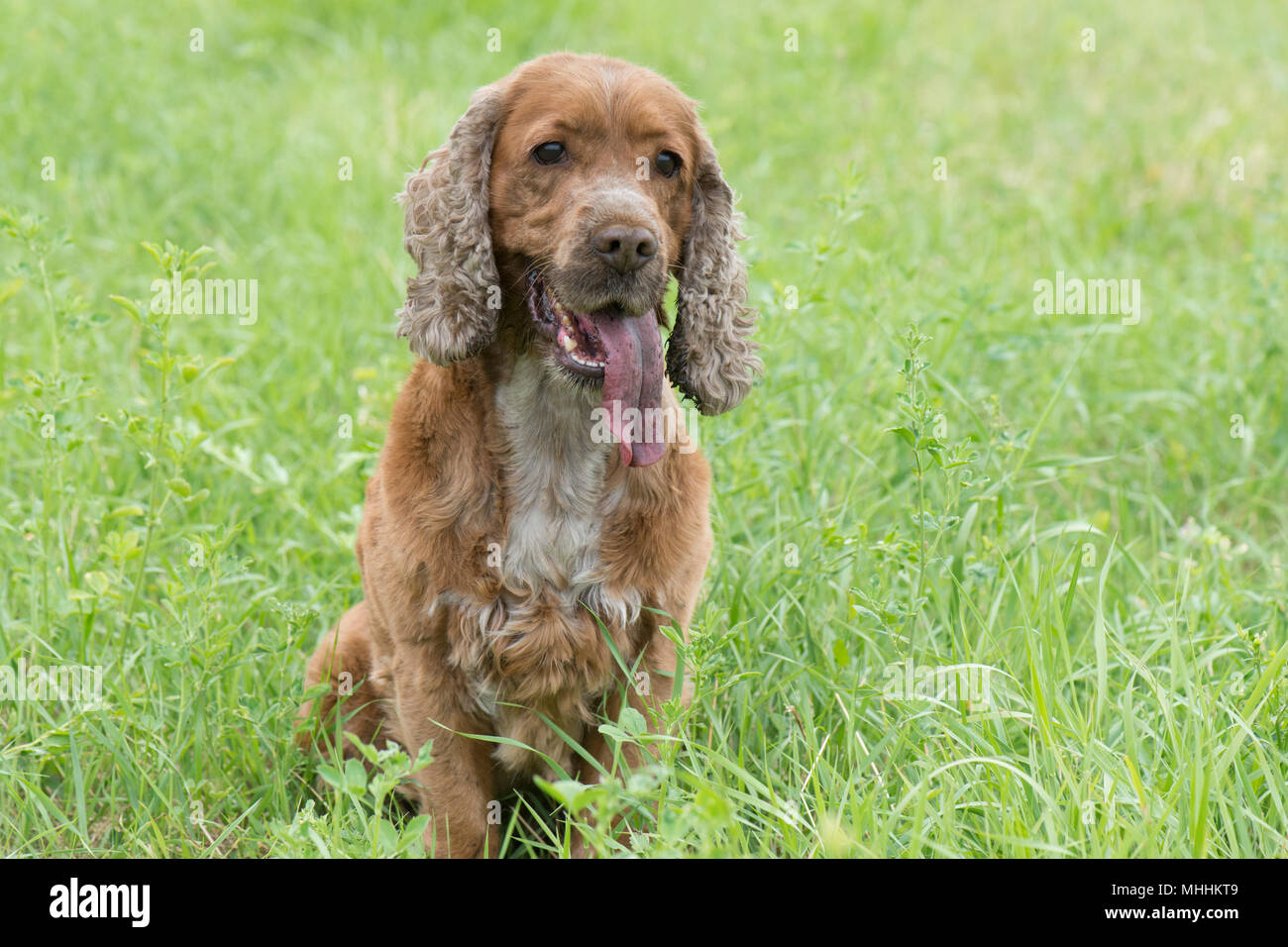 Isolated english cocker spaniel on the grass background Stock Photo - Alamy