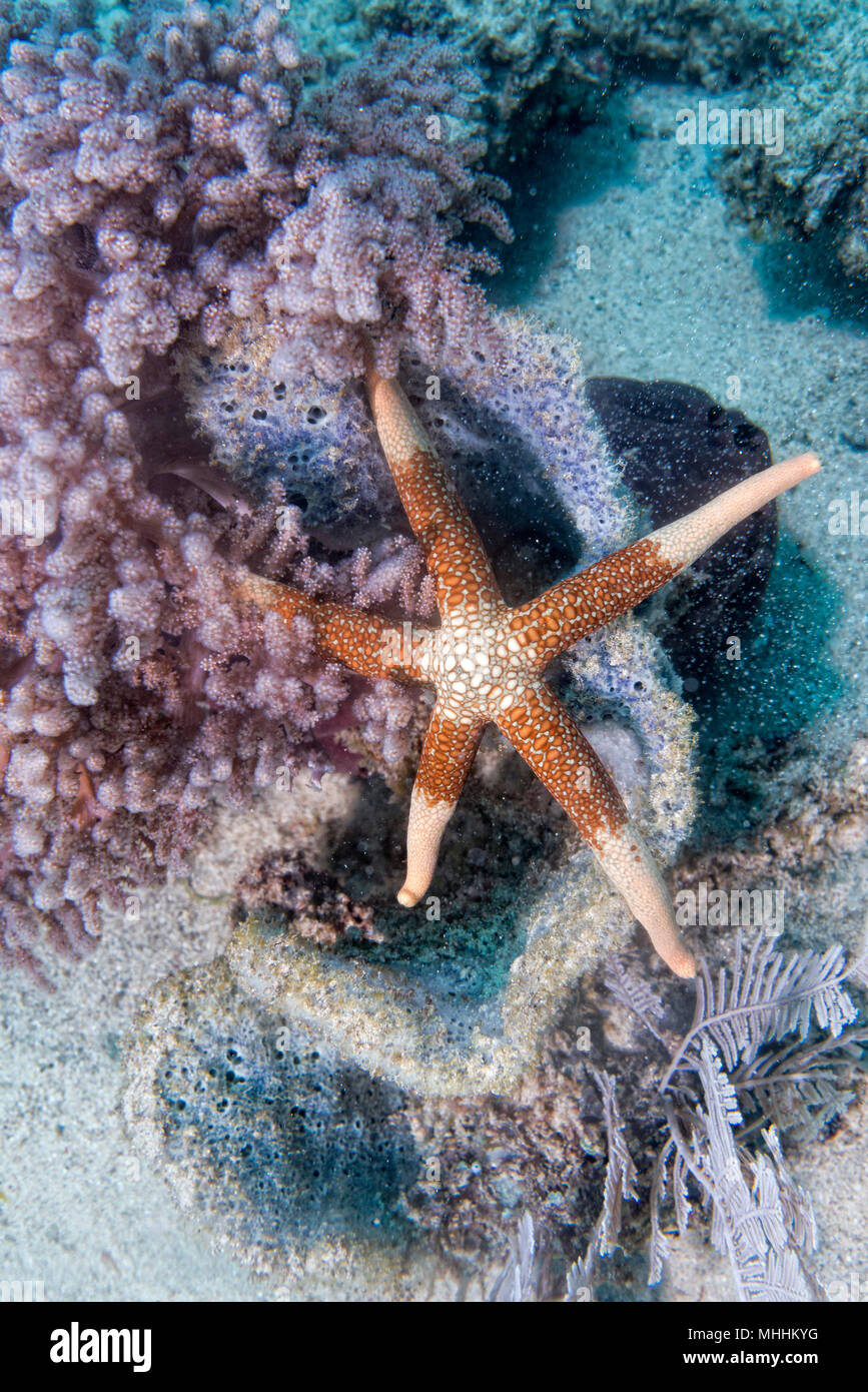 sea stars in a reef colorful underwater landscape background Stock ...