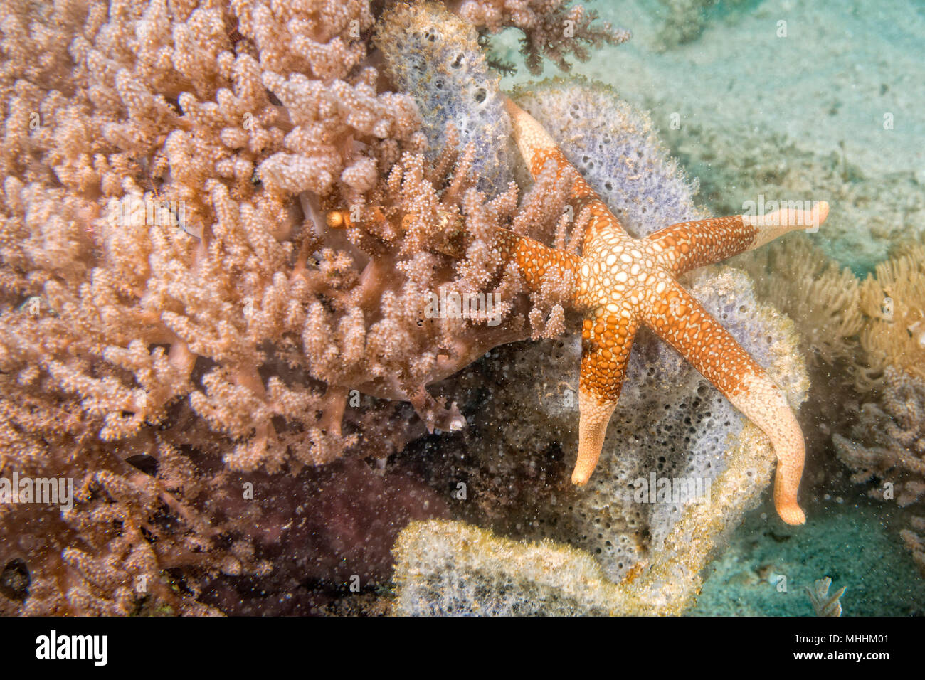 sea stars in a reef colorful underwater landscape background Stock ...