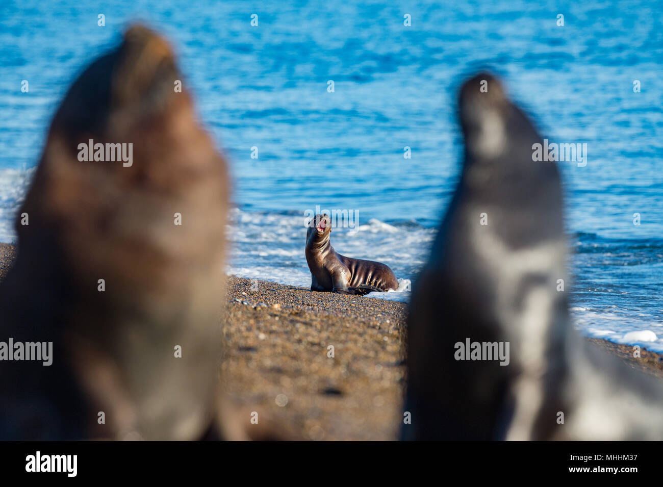 patagonia sea lion portrait seal while crying on the beach Stock Photo ...