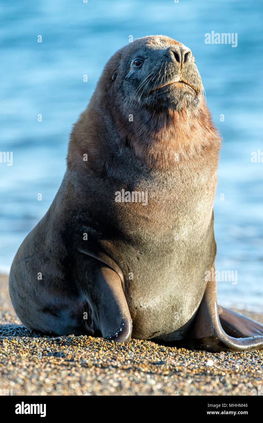 Big Male sea lion seal on Patagonia beach Stock Photo - Alamy