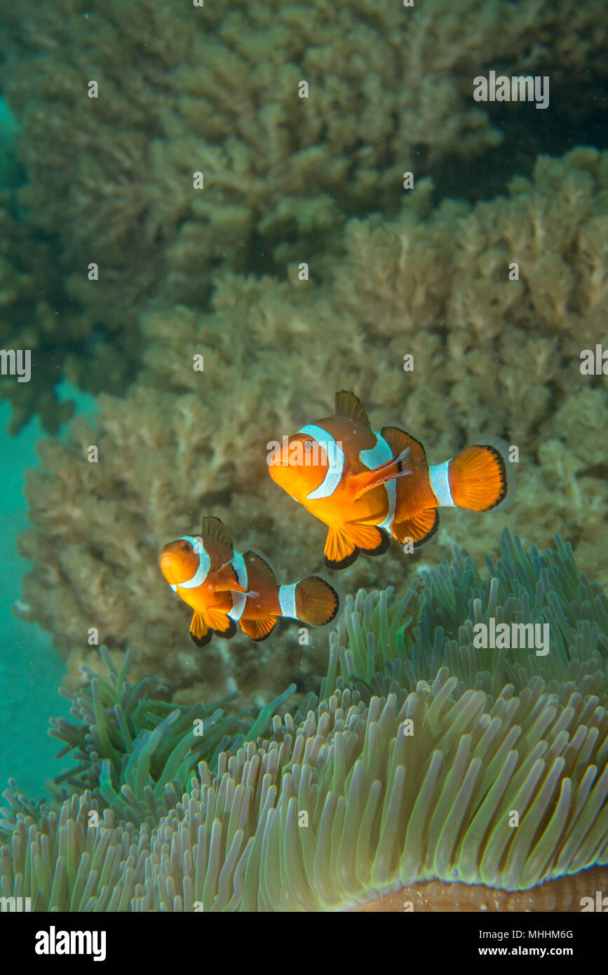 Isolated house underwater hi-res stock photography and images - Alamy