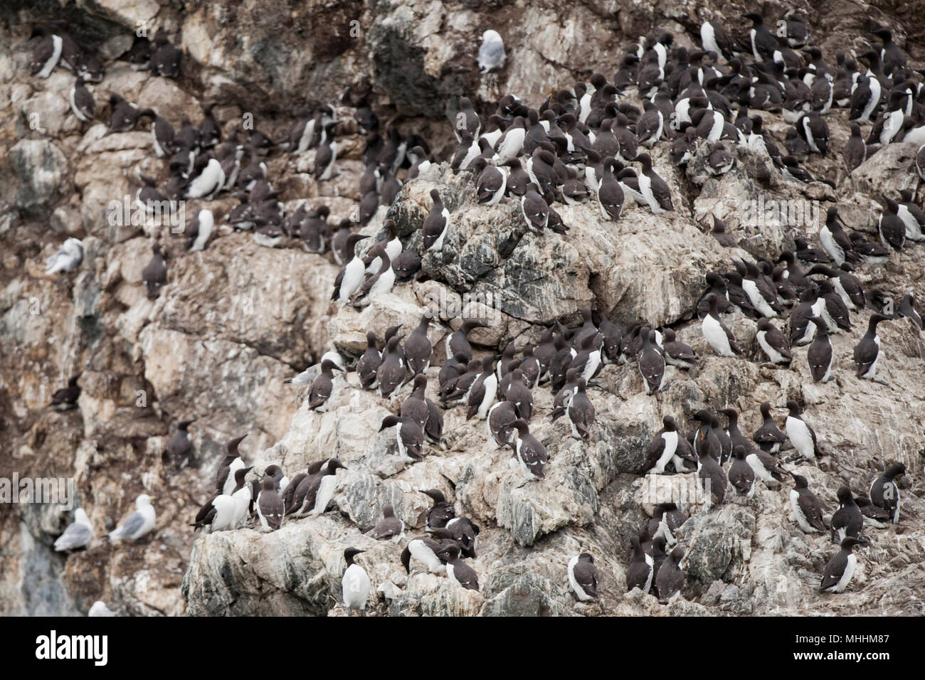 Alaskan gannet Birds hanging on a rock Stock Photo - Alamy
